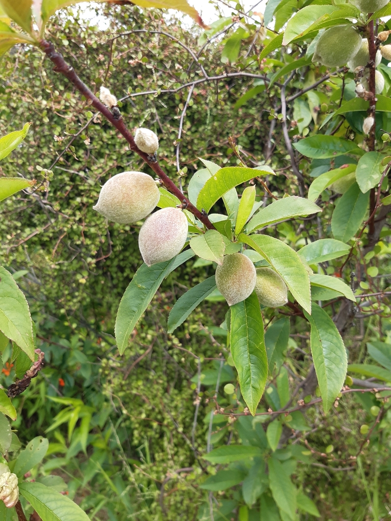 Peach from Matapouri 0173, New Zealand on November 1, 2024 at 11:06 AM ...