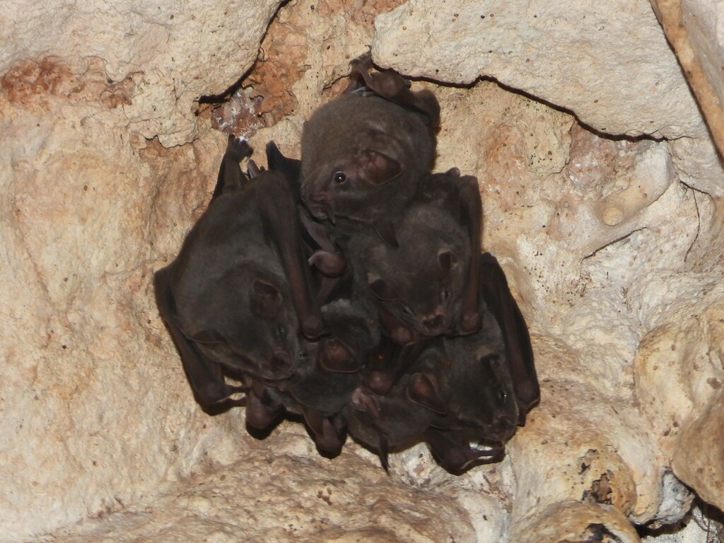 Jamaican Fruit-eating Bat from Parque Dos Ojos Cenote S/N, Taak Bi, Xel ...