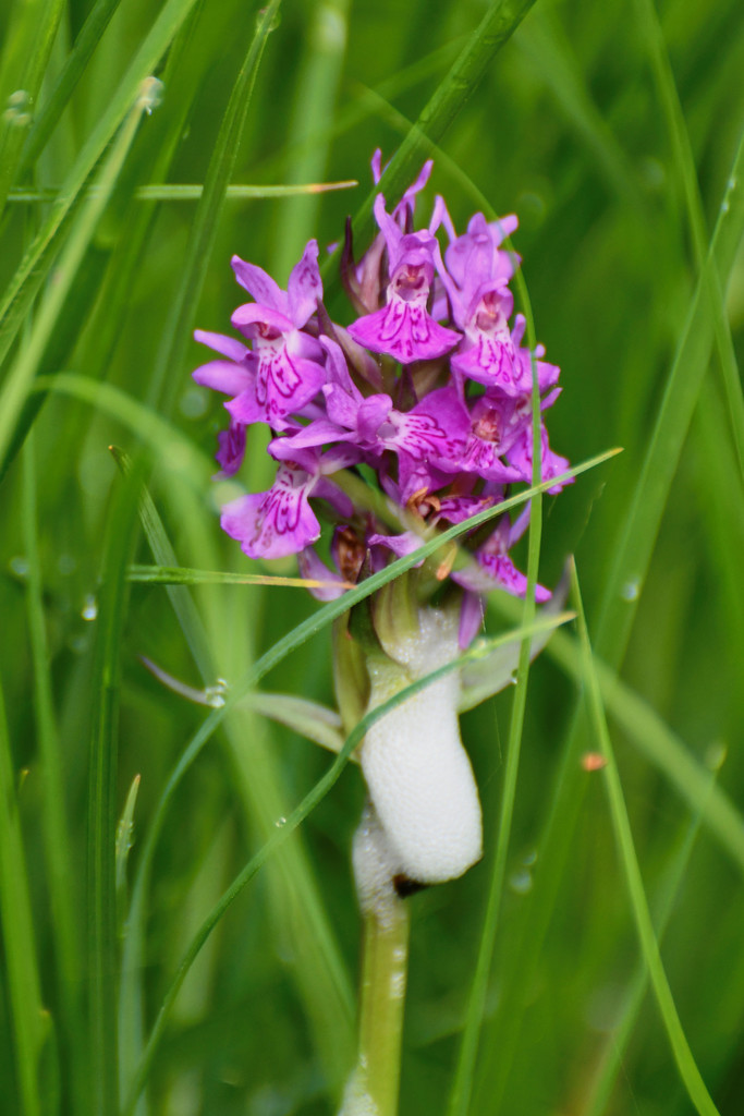 Northern Marsh-orchid from Highland, UK on July 11, 2019 at 08:41 AM by ...
