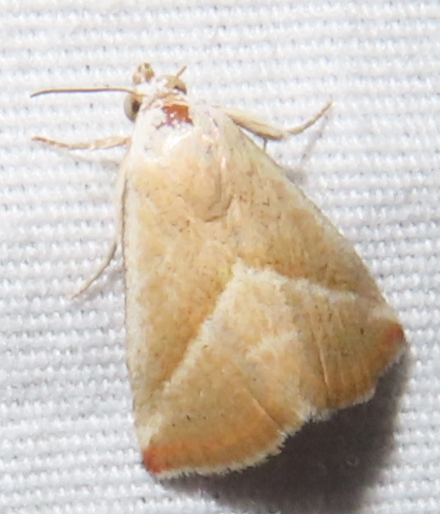 Straight-lined Seed Moth from San Marcos, TX, USA on October 26, 2024 ...