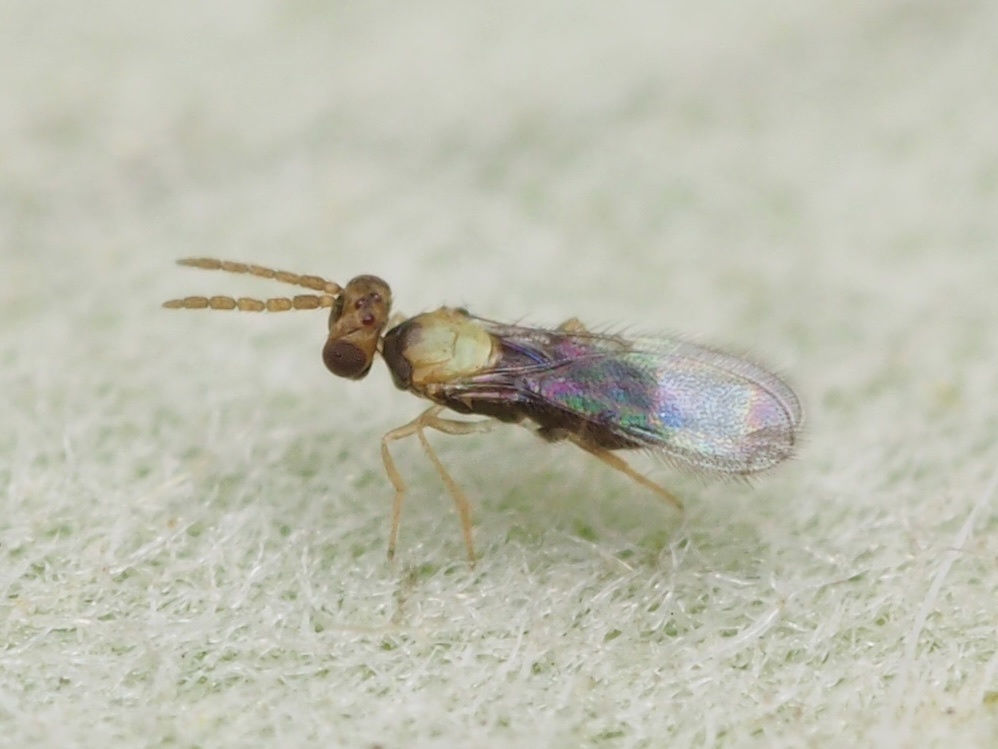 Chalcidoid Wasps from North Island / Te Ika-a-Māui, Ruawai, Northland ...
