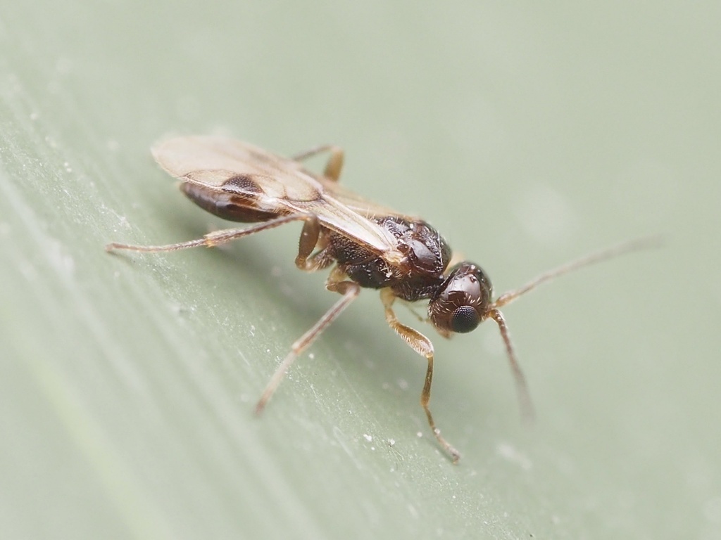 Euphorinae from North Island / Te Ika-a-Māui, Ruawai, Northland, NZ on ...