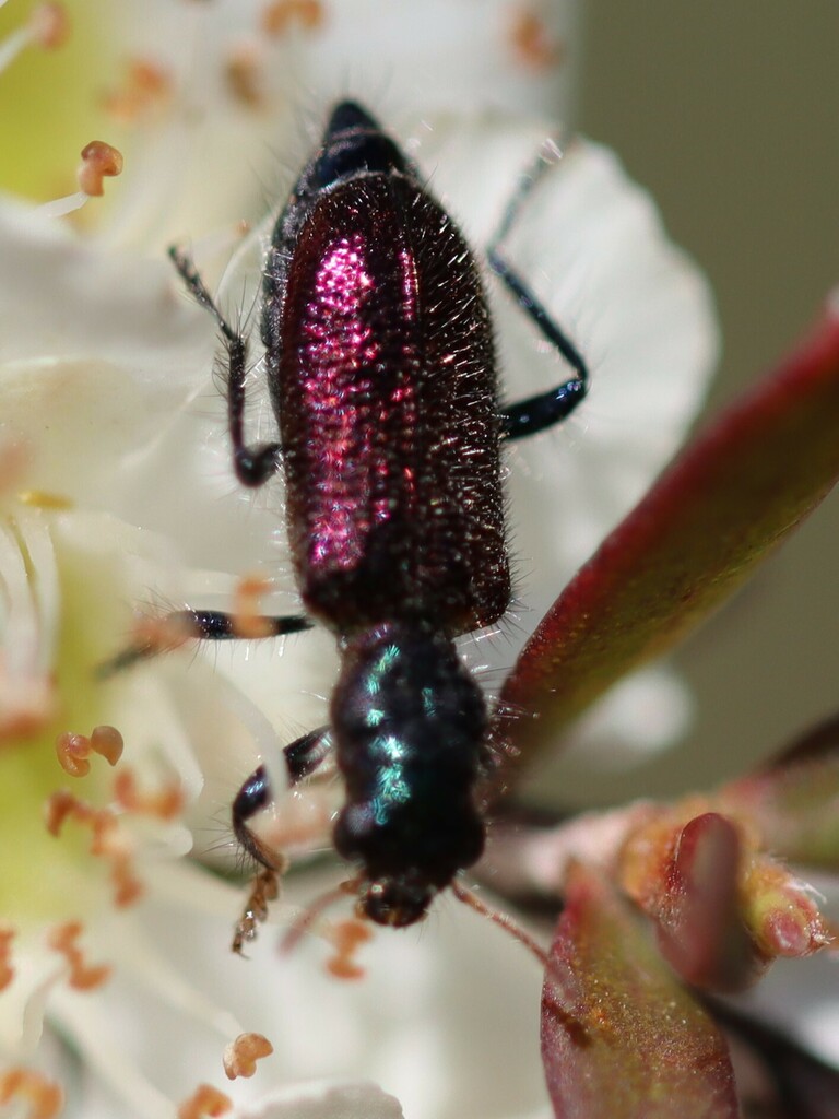 Phlogistus from Sydney NSW, Australia on October 29, 2024 at 02:30 PM ...