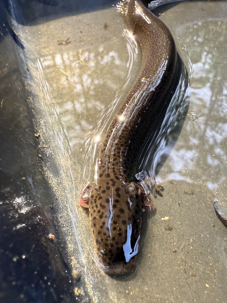 Greater Siren from Leesburg, FL, US on October 31, 2024 at 10:40 AM by ...