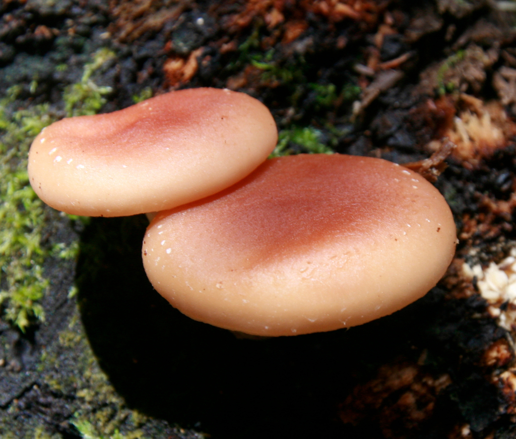 Australian shiitake from Maiala, D'Aguilar National Park, Mount ...
