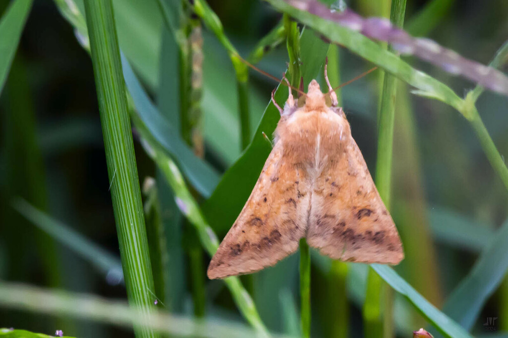 Cotton Bollworm Moth from 2150 Golegã, Portugal on September 21, 2024 ...