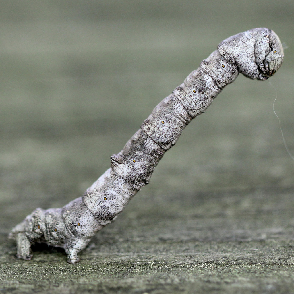 Curve-toothed Geometer Moth (Arthropods of The University of West ...
