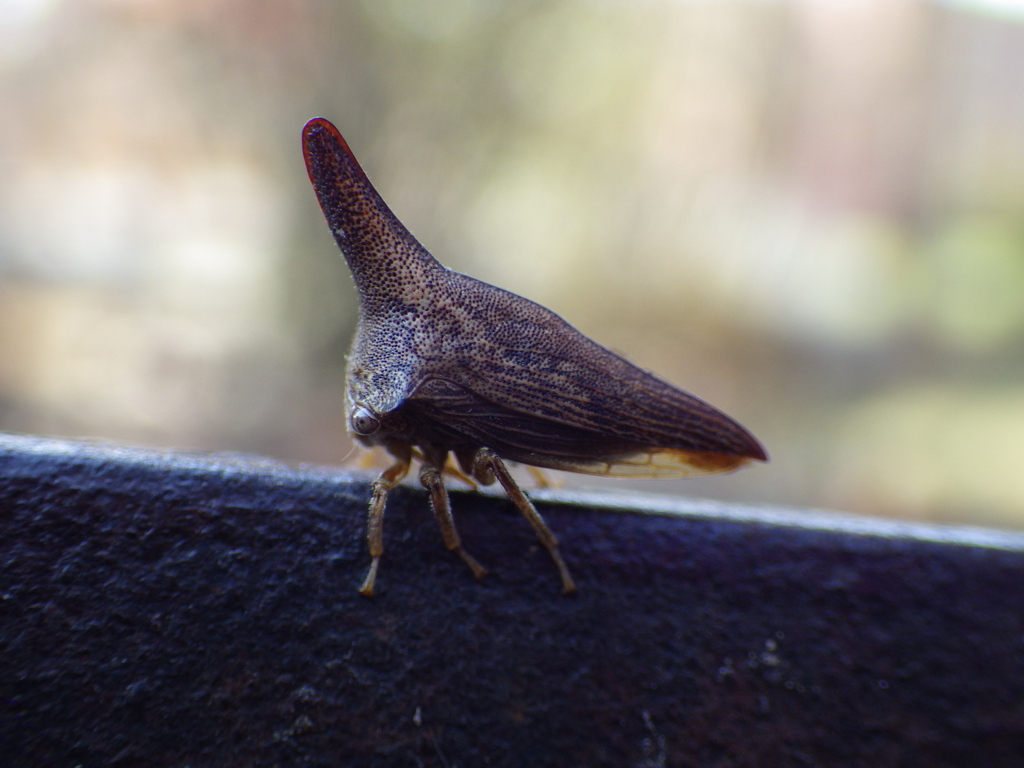 Locust Treehopper from Río Grande, Ohio, EE. UU. on October 31, 2024 at ...