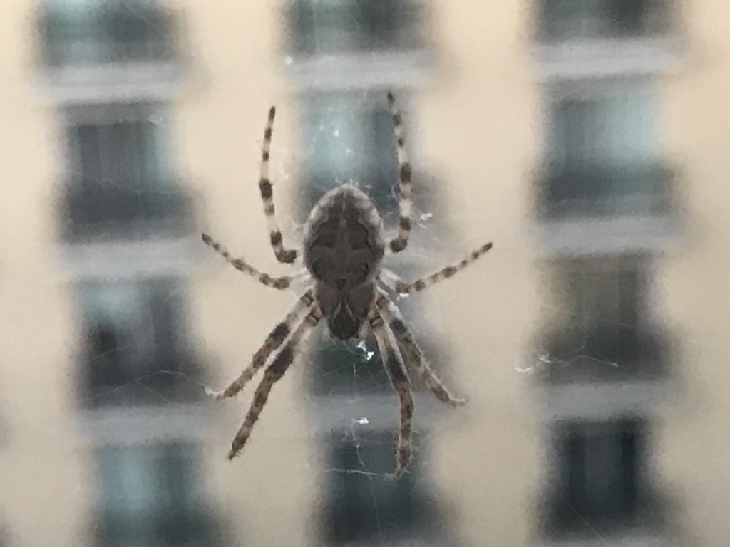 Grey Cross Spider from National Harbor, Oxon Hill, MD, US on October 31 ...