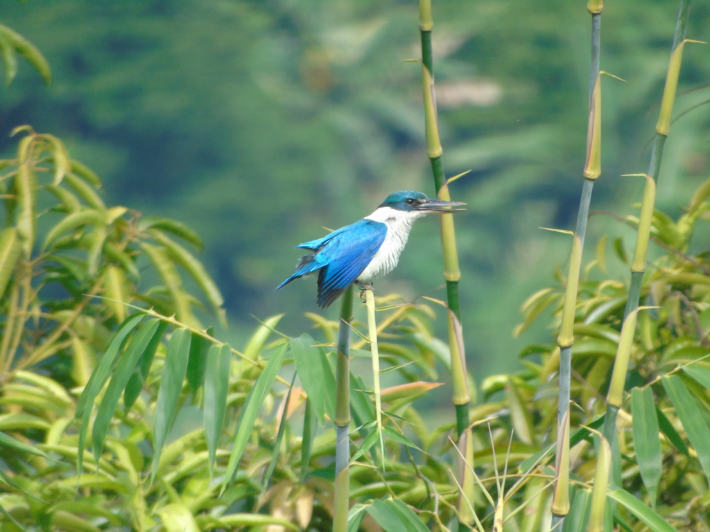 Collared Kingfisher from San Mateo, Rizal, Philippines on July 7, 2019 ...