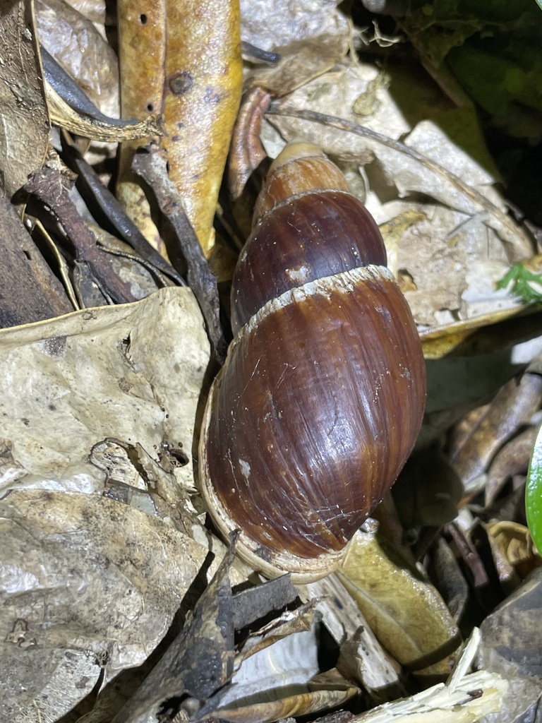 Flax Snail in October 2024 by Taylor Davies-Colley · iNaturalist