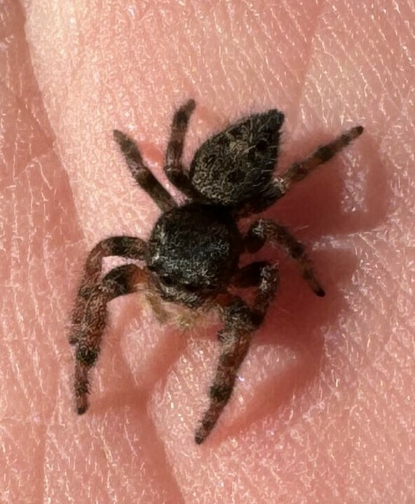 Grayish Jumping Spider from Ohatchee Rd., Tallasseehatchee Creek ...