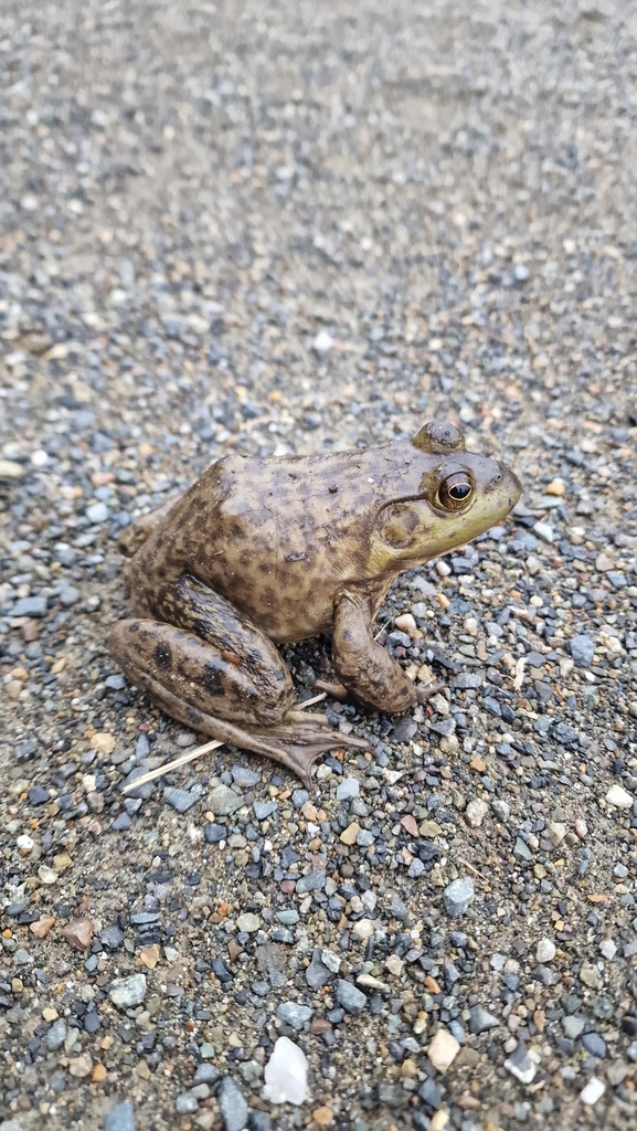 American Bullfrog from University of Washington, Seattle, WA, USA on ...