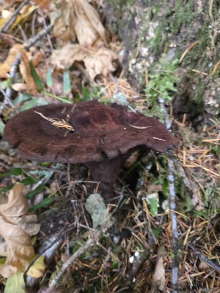Dyer's Polypore from Randle, WA 98377, USA on October 31, 2024 at 03:53 ...