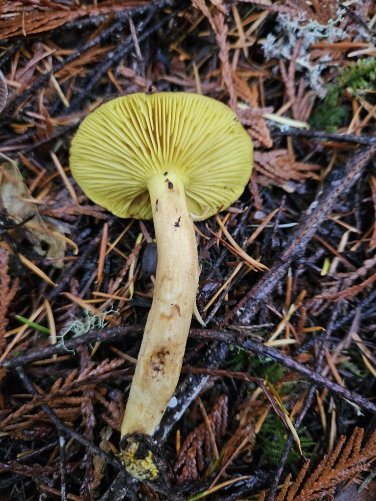 Western Gilled Bolete from Randle, WA 98377, USA on October 31, 2024 at ...