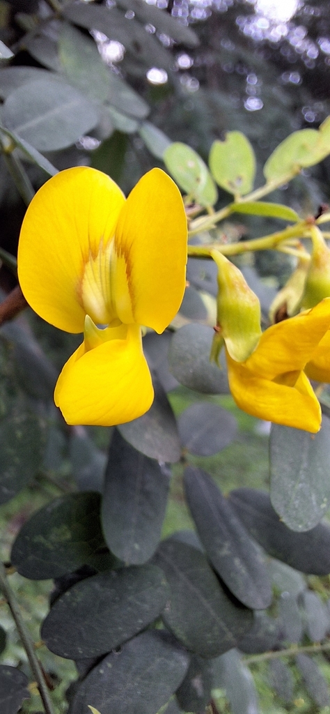 Flor de gallito desde Ixtaczoquitlán, Cañón de Río Blanco, MX-VE, MX el ...