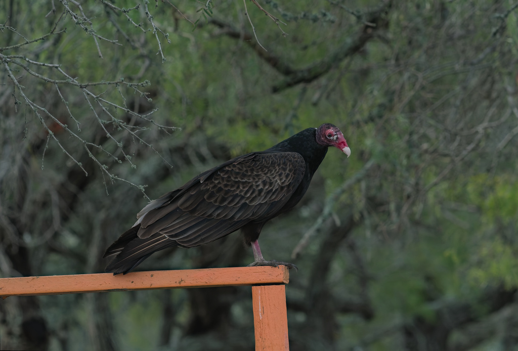 Turkey Vulture from Kleberg County, TX, USA on December 20, 2015 at 09: ...