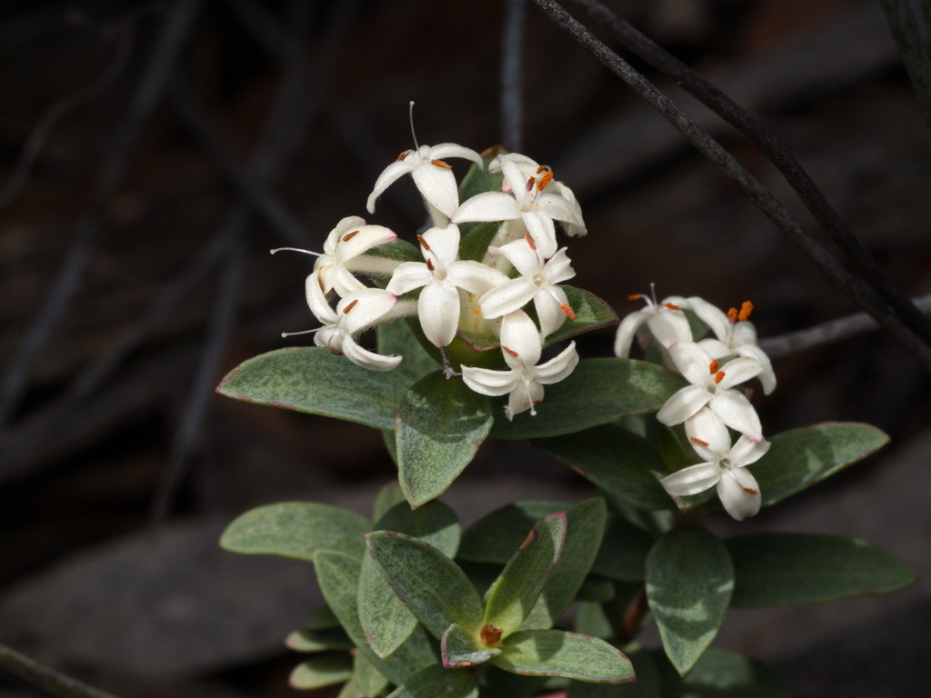 Common Rice-flower from Little Desert VIC 3418, Australia on October 20 ...