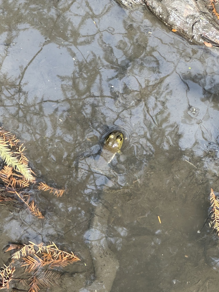 American Bullfrog from Forest Park, St. Louis, MO, US on October 23 ...