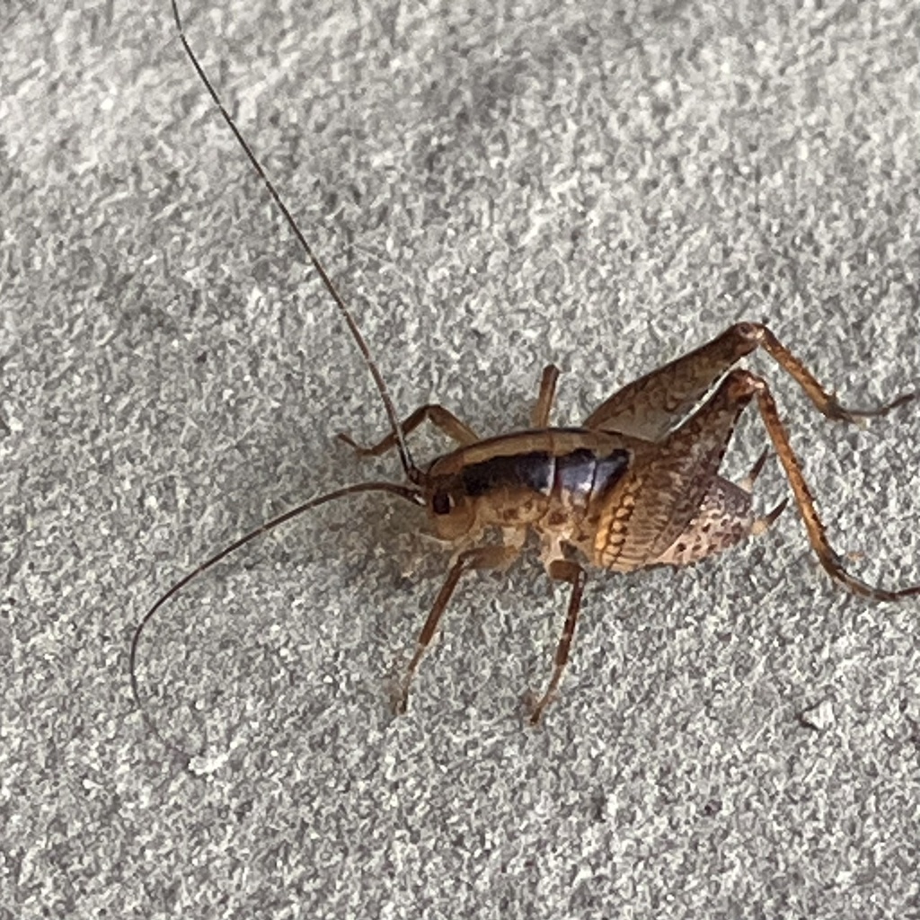 Camel Crickets from Fallview Terr, Ithaca, NY, US on October 30, 2024 ...