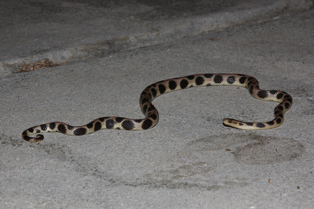Banded Dwarf Boa from Santa Cruz del Norte, Cuba on January 6, 2011 at ...
