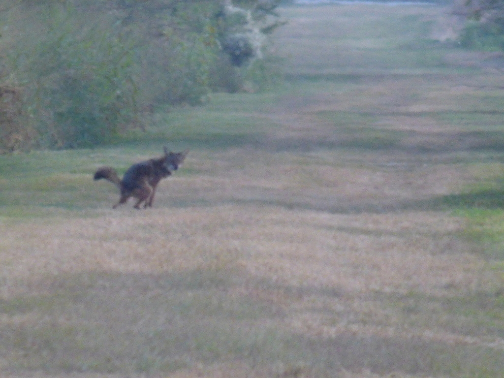 Coyote from Orange County, FL, USA on November 11, 2016 at 06:36 PM by ...