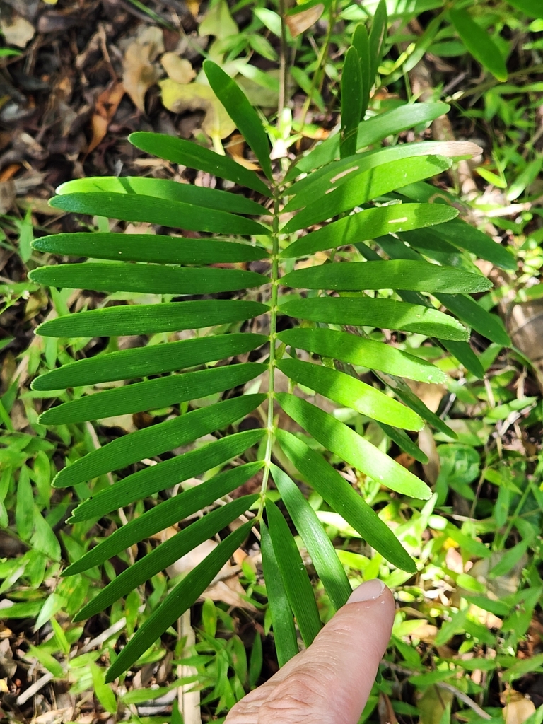 Coontie from Miami-Dade County, US-FL, US on October 30, 2024 at 02:25 ...