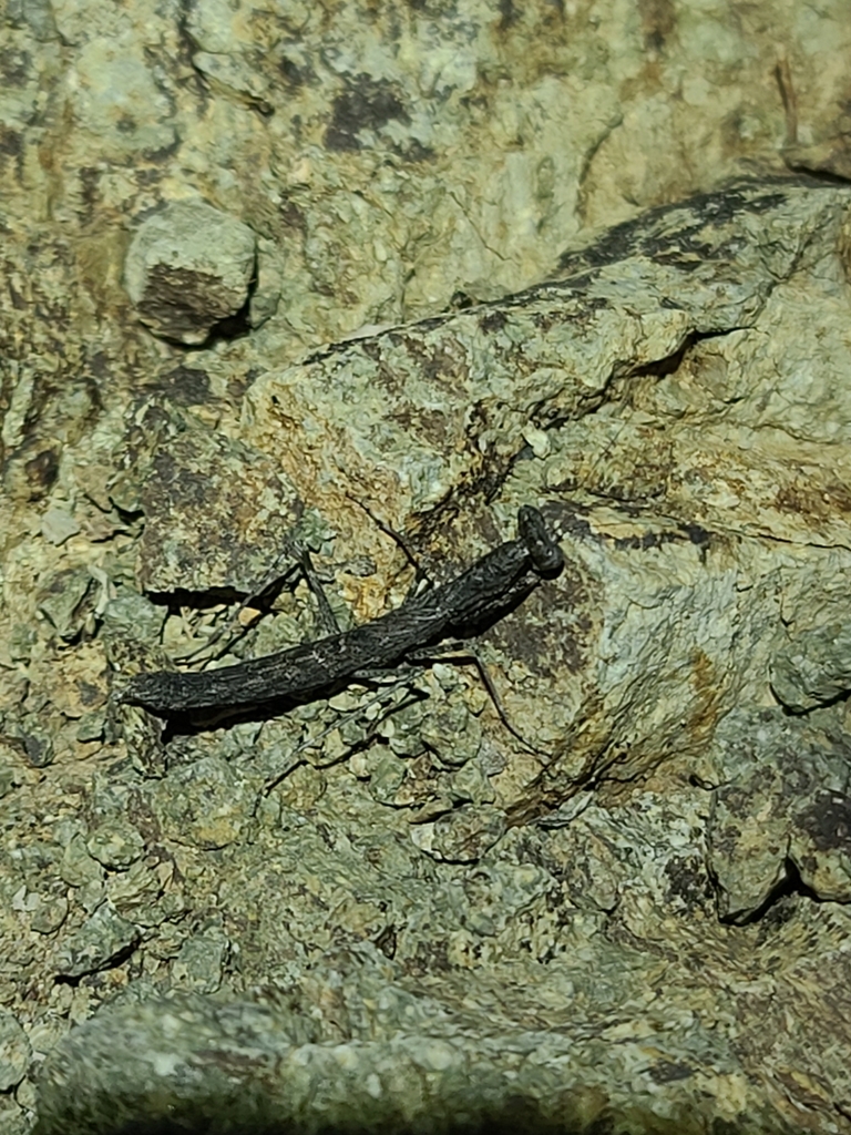 Obscure Ground Mantis from Tucson, AZ 85745, USA on October 31, 2024 at ...
