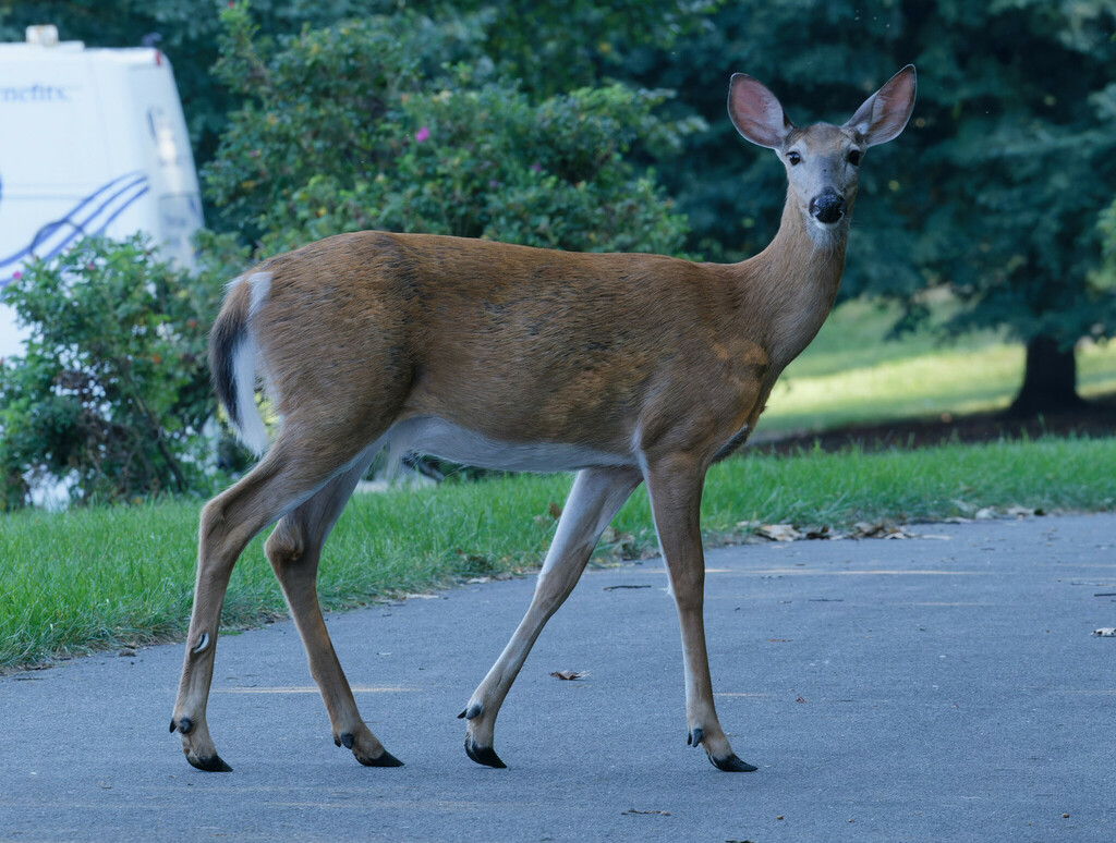 White-tailed Deer from Albany County, NY, USA on August 27, 2024 at 03: ...