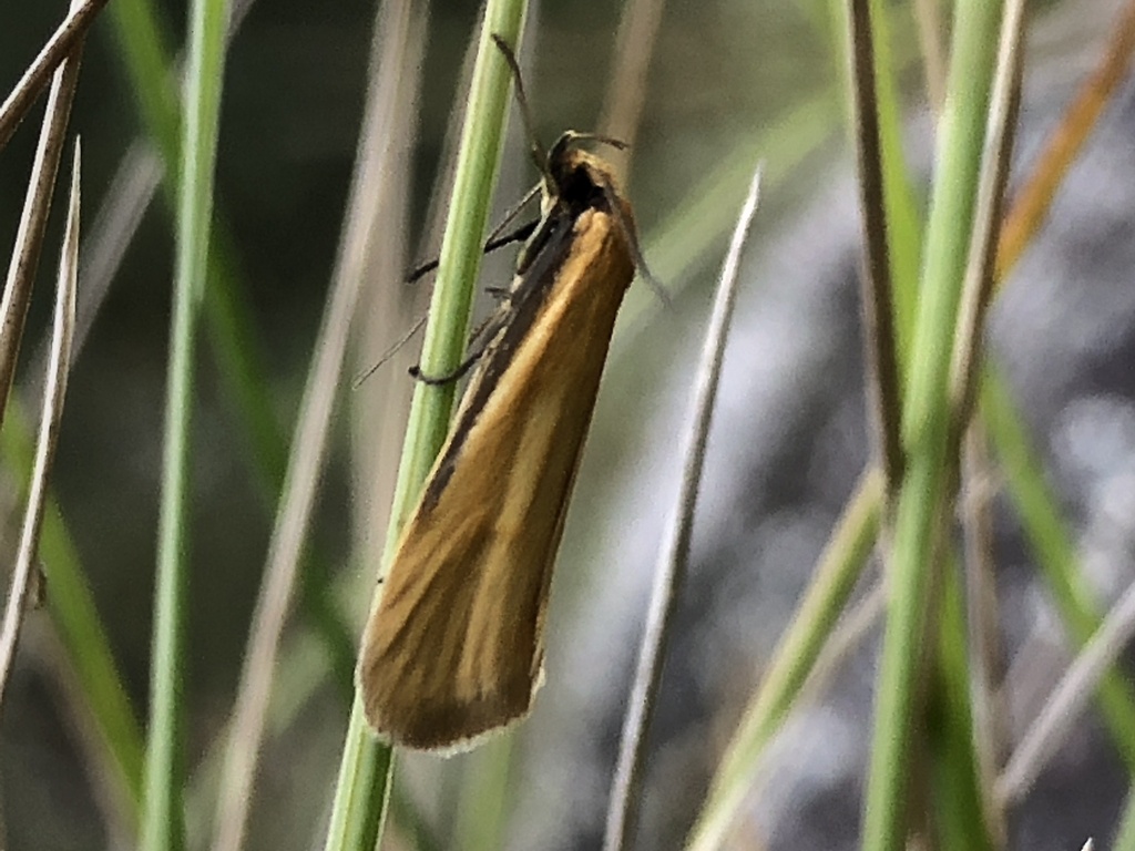 Philobota monoides from Barrington Tops Forest Rd, Moonan Brook, NSW ...