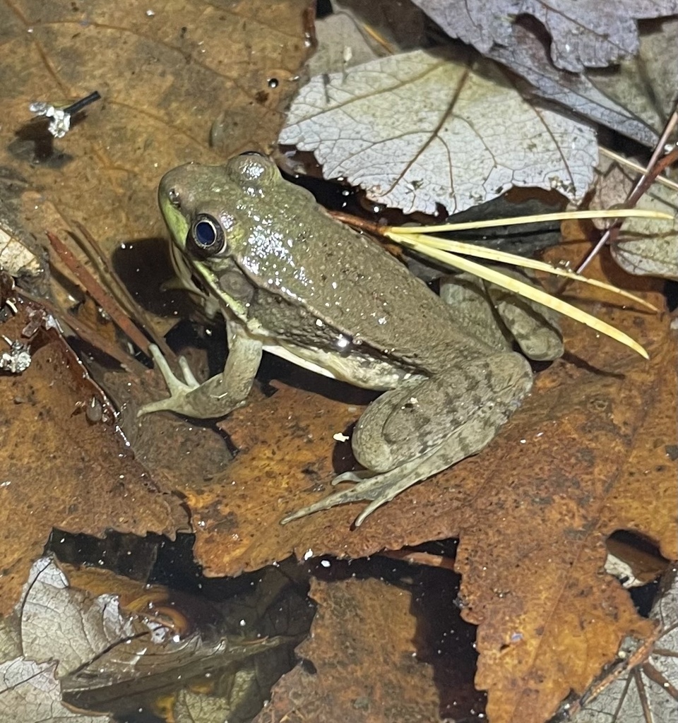 Green Frog from Long Island, Calverton, NY, US on October 31, 2024 at ...