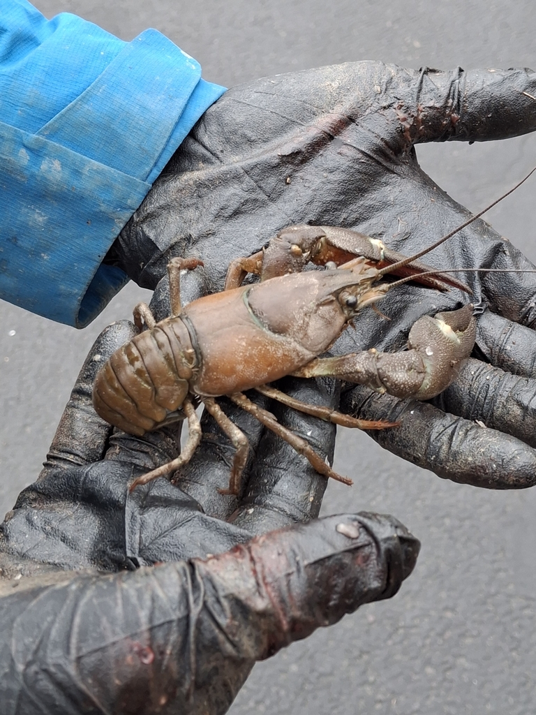 Signal Crayfish from Ririe, ID 83443, USA on October 31, 2024 at 11:20 ...