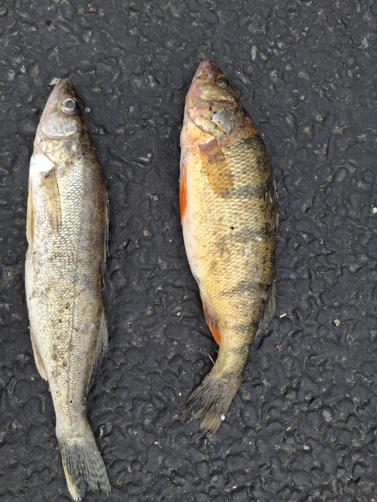 Yellow Perch from Rigby, ID 83442, USA on October 31, 2024 at 11:26 AM ...
