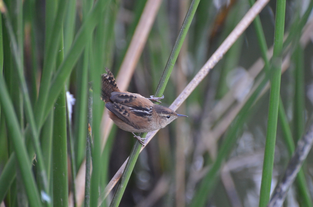 Marsh Wren from Andrée Clark Bird Refuge, Santa Barbara, CA, US on ...