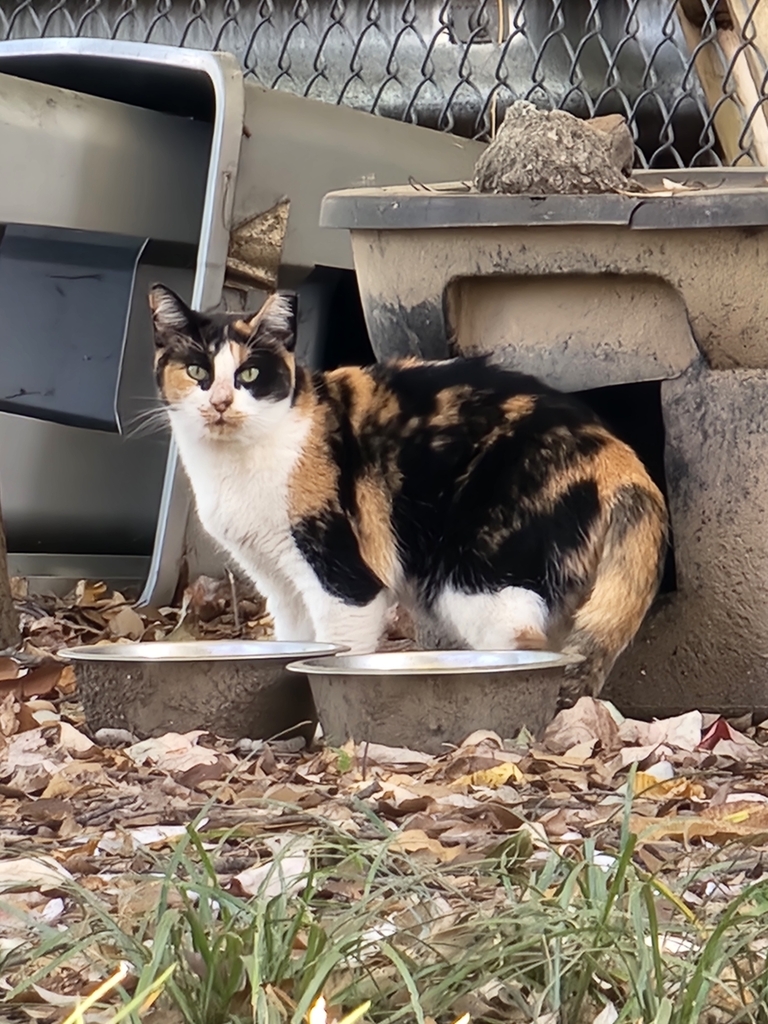 Domestic Cat from Alpha Xi Delta (Mewborn and Dull House), Atlanta, GA ...