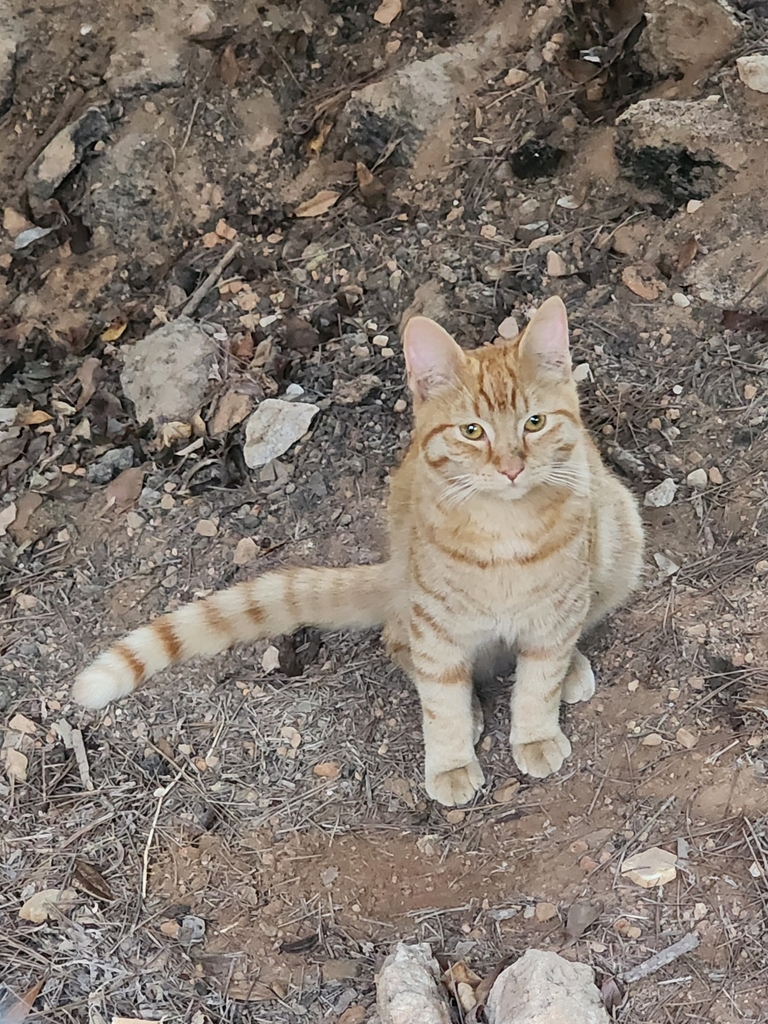 Domestic Cat from Lettie Pate Whitehead Evans Administration Building ...