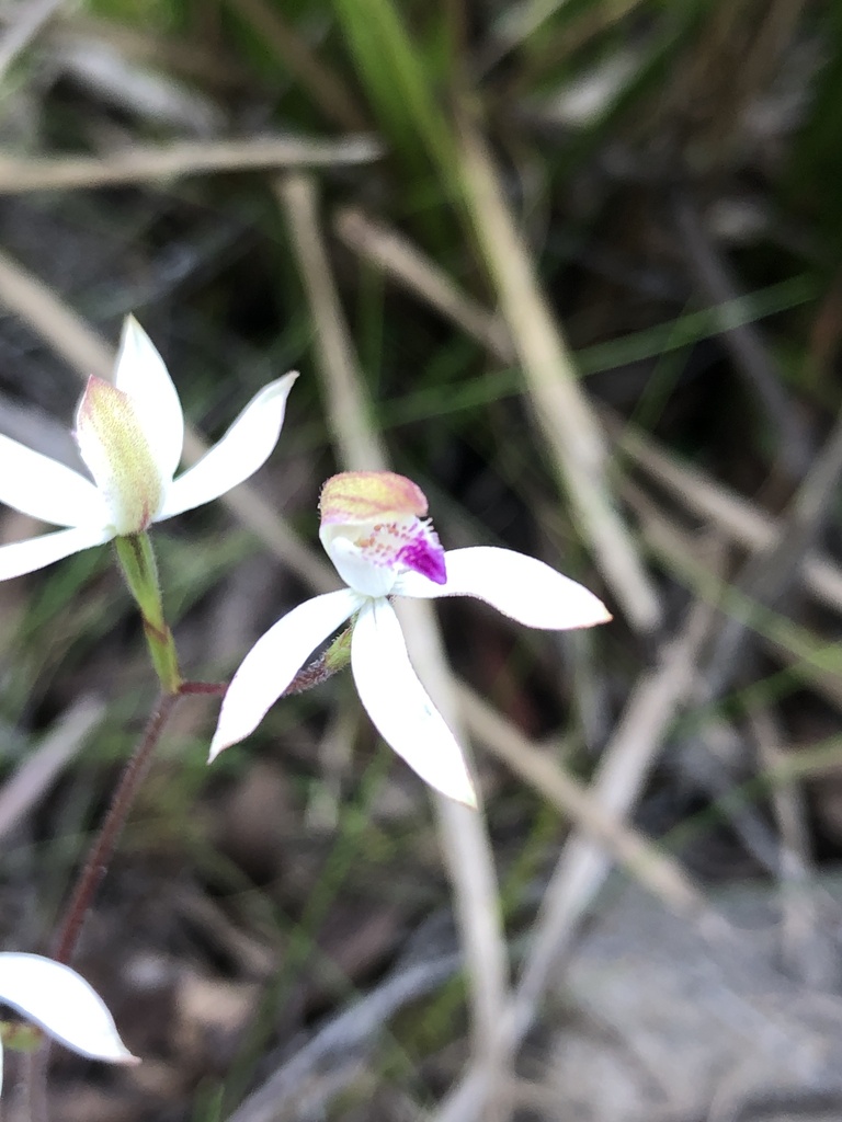 Musky Caps from Barrington Tops State Conservation Area, Moonan Brook ...