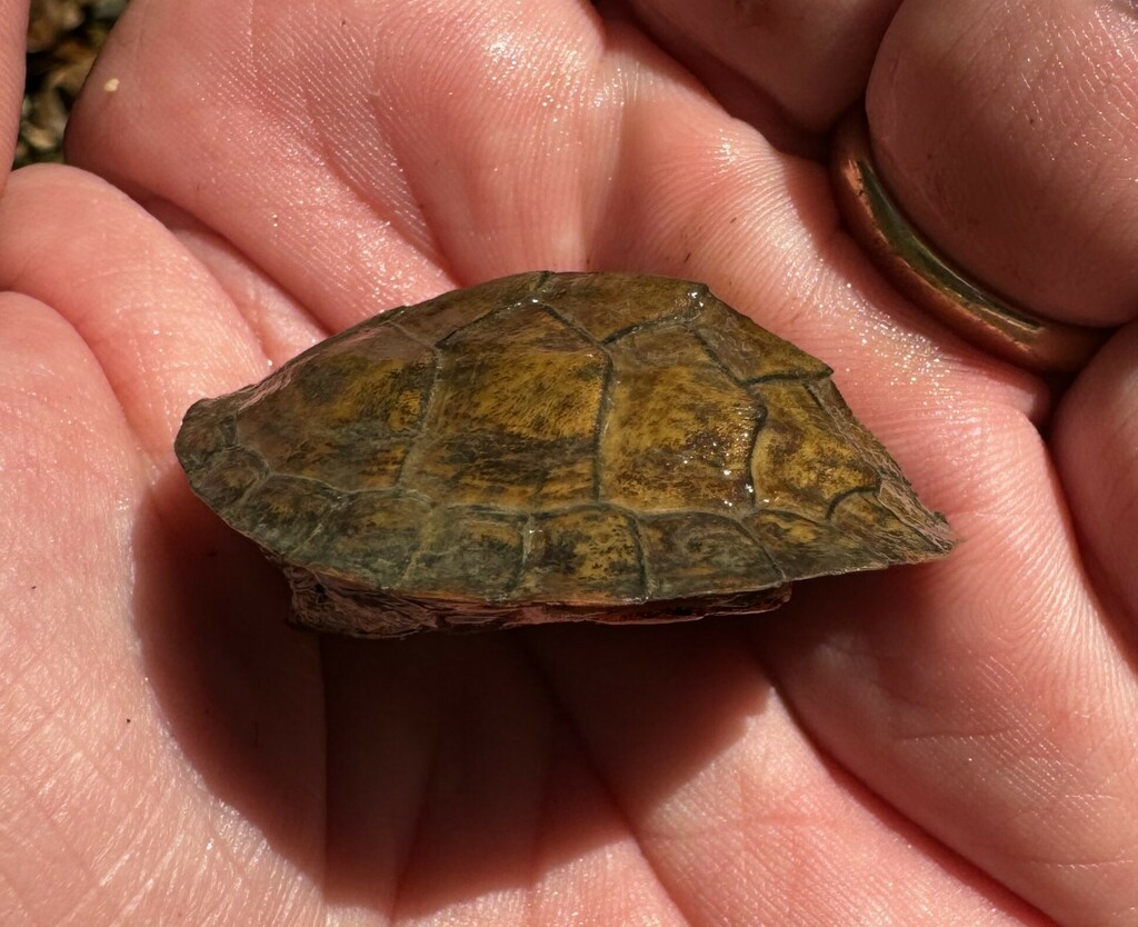 Stripe-necked Musk Turtle from Shoal Creek, Macedonia Rd., St Clair ...