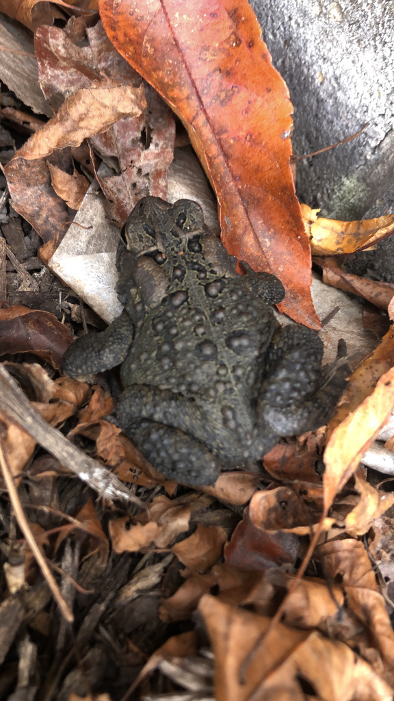 American Toad from Arsenal Technical High School, Indianapolis, IN, US ...