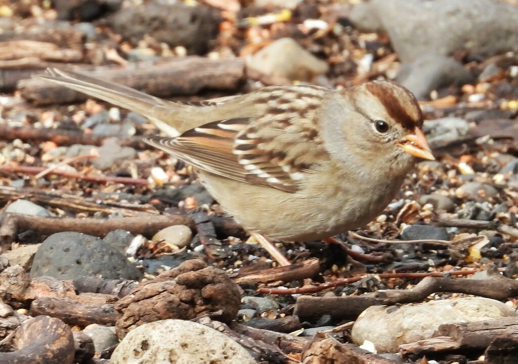 White-crowned Sparrow from Yakima, WA, USA on October 31, 2024 at 02:07 ...