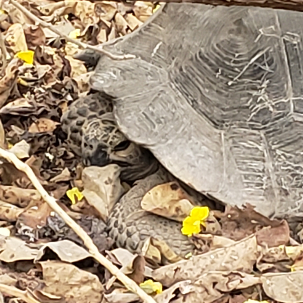 Galápagos Giant Tortoise from Isabela, Parque Nacional Galápagos, EC-GA ...