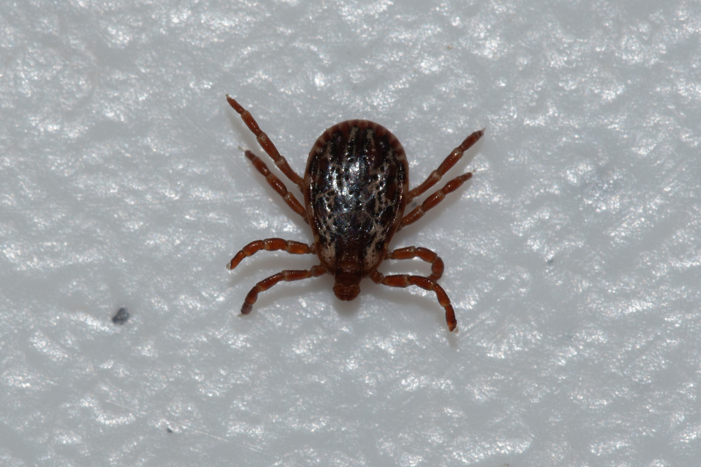 American Dog Tick from Hyde Park, Chicago, IL, USA on July 9, 2024 at ...