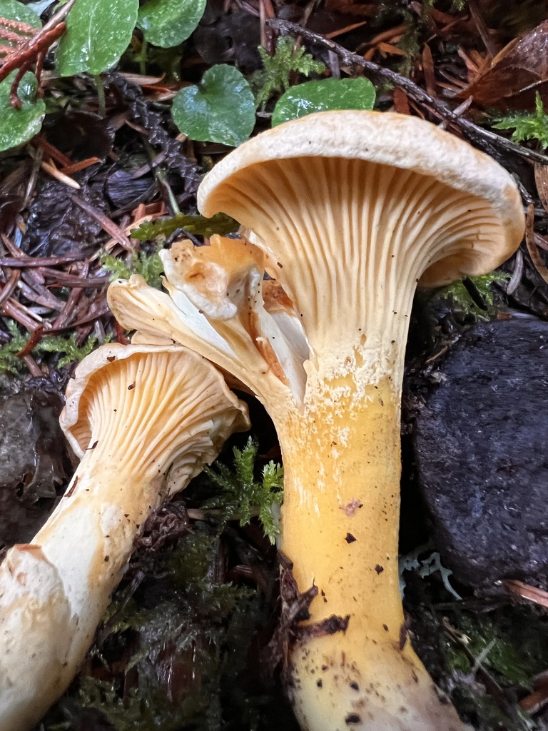Pacific Golden Chanterelle from Cispus Rd, Randle, WA, US on October 31 ...