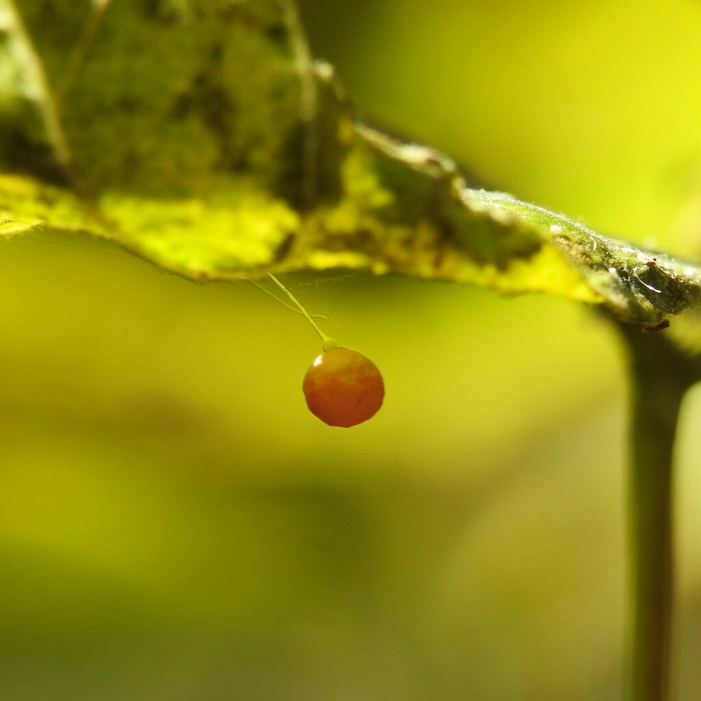 Common Eastern Ray Spider in October 2024 by Donna J. Parry · iNaturalist