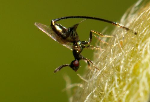 Sycoryctes hirtus · iNaturalist