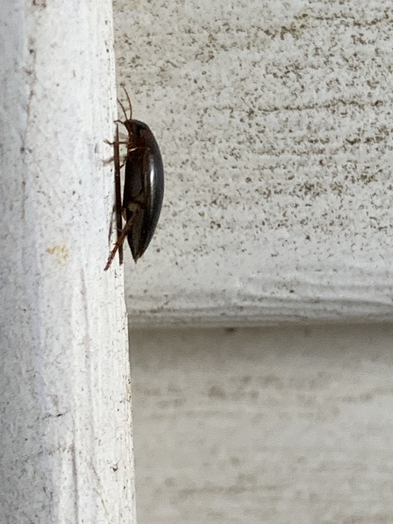 Copelatus glyphicus from S Harding St, Greenville, NC, US on November 1 ...
