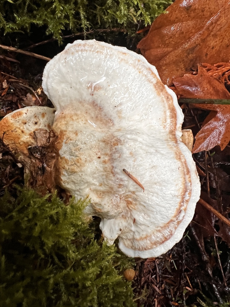 bracket polypores from Cispus Rd, Randle, WA, US on October 31, 2024 at ...