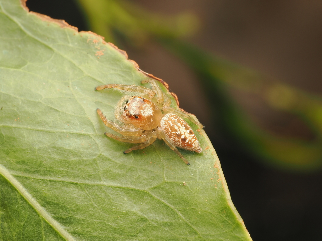 Massive Garden Jumping Spider from Mount Coot-Tha QLD 4066, Australia ...