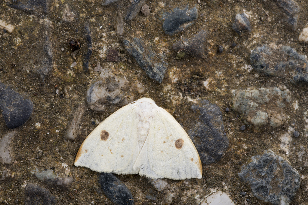 Topomesoides jonasii from 558台灣南投縣鹿谷鄉鳳凰谷鳥園聽雨軒 on October 29, 2024 at 03 ...