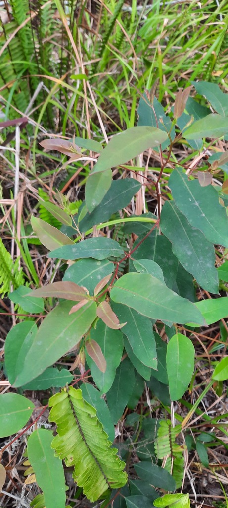 Turpentine from Everton H C, Everton, 3625, South Africa on October 31 ...